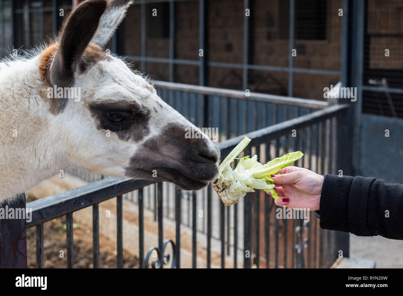 The llama is a domesticated South American came lid, widely used as a ...