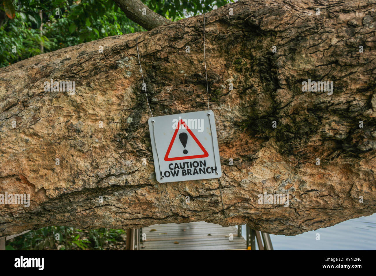 Low branch sign at MacRitchie reservoir, Thomson, Singapore Stock Photo ...