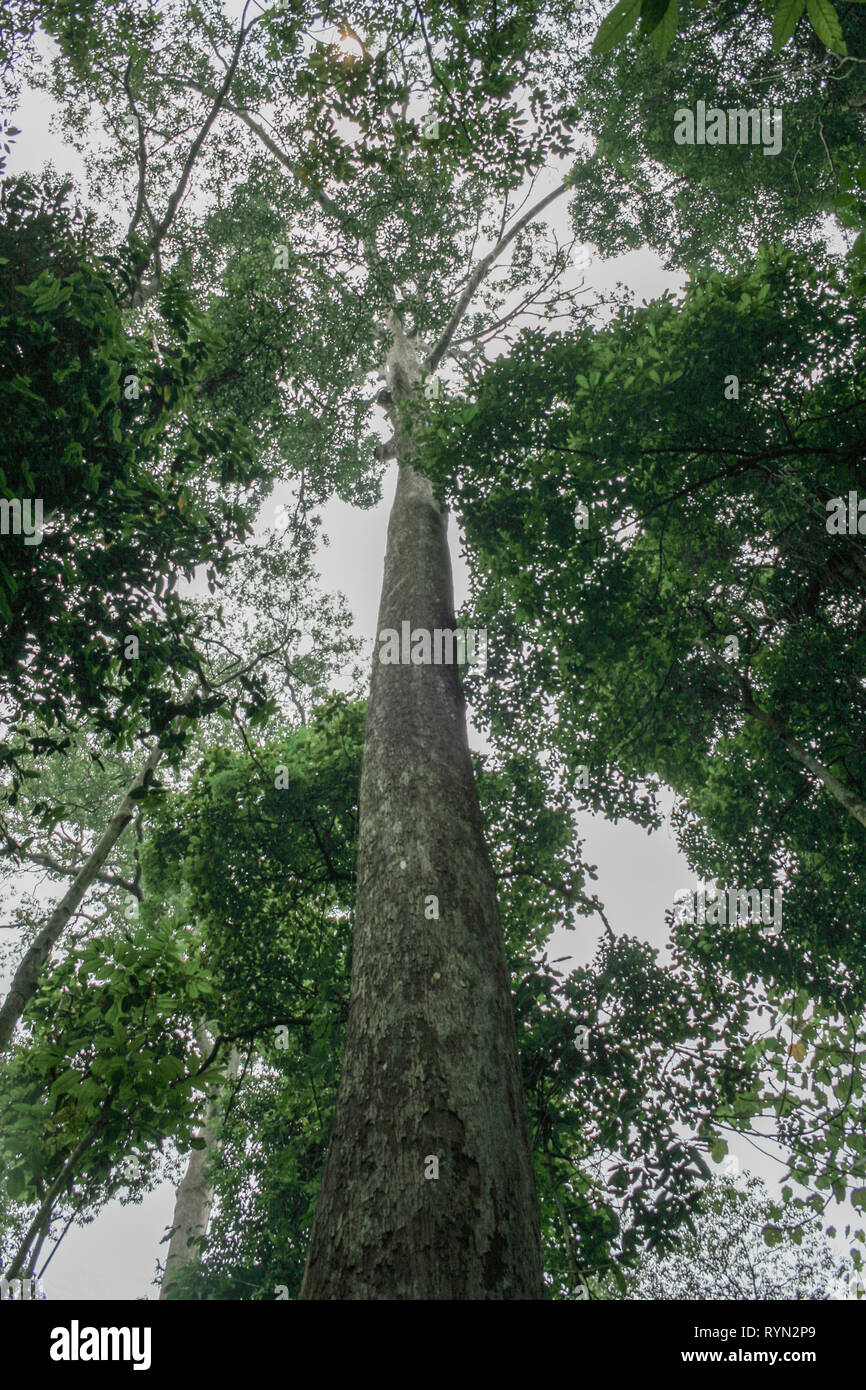 MacRitchie reservoir, Thomson, Singapore Stock Photo - Alamy