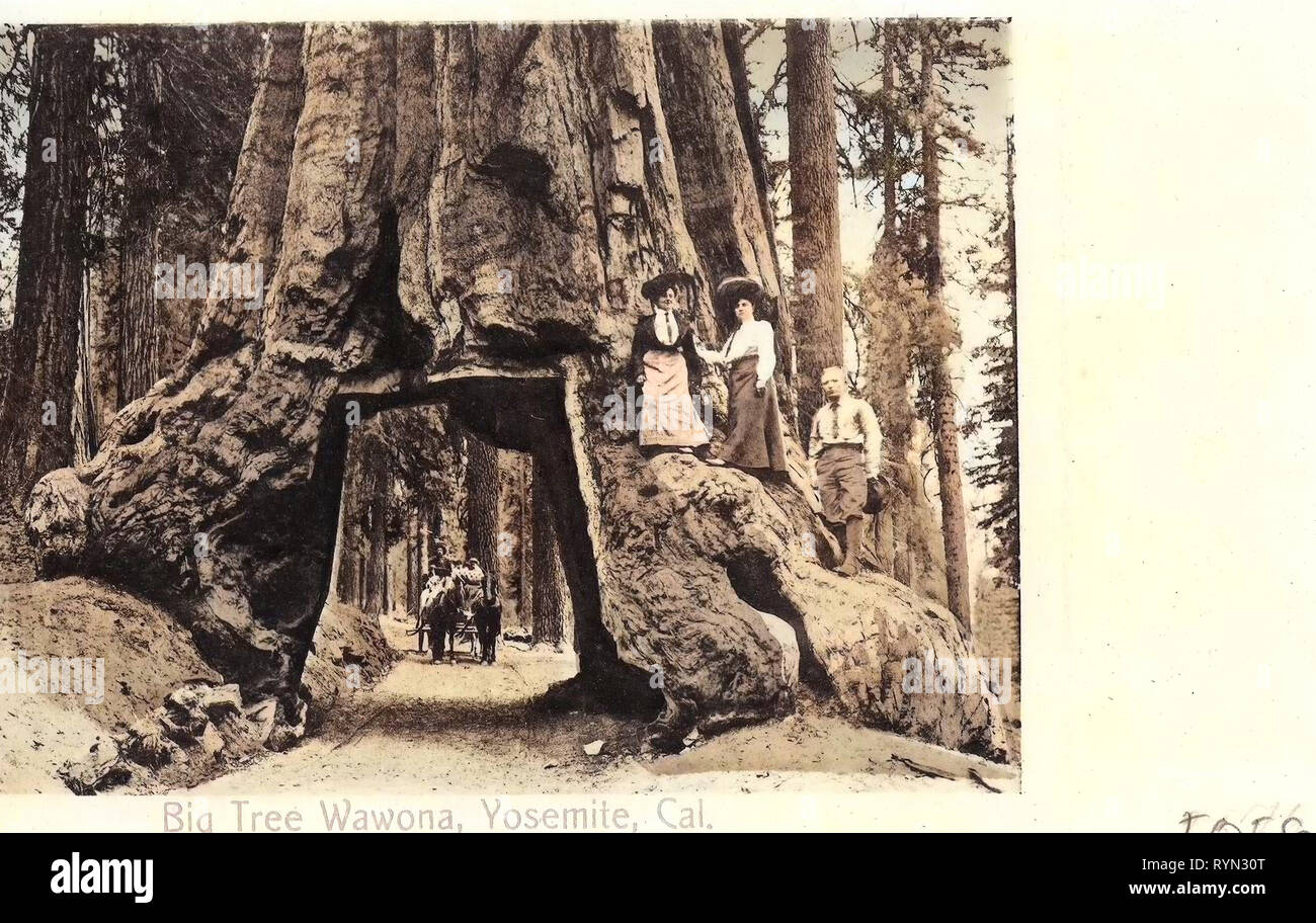 The wawona tree hi-res stock photography and images - Alamy