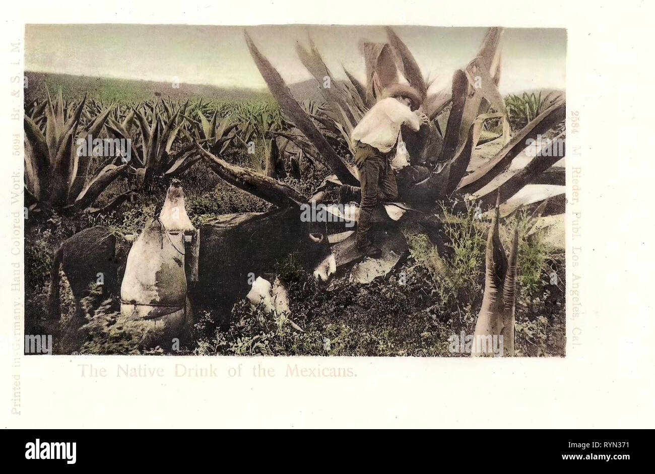 Donkey transport, Agave fields, 1904 postcards, 1904, The Native Drink ...