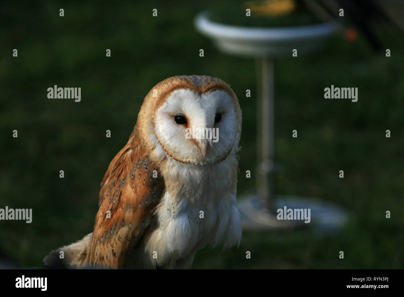 Calm owl hi-res stock photography and images - Alamy
