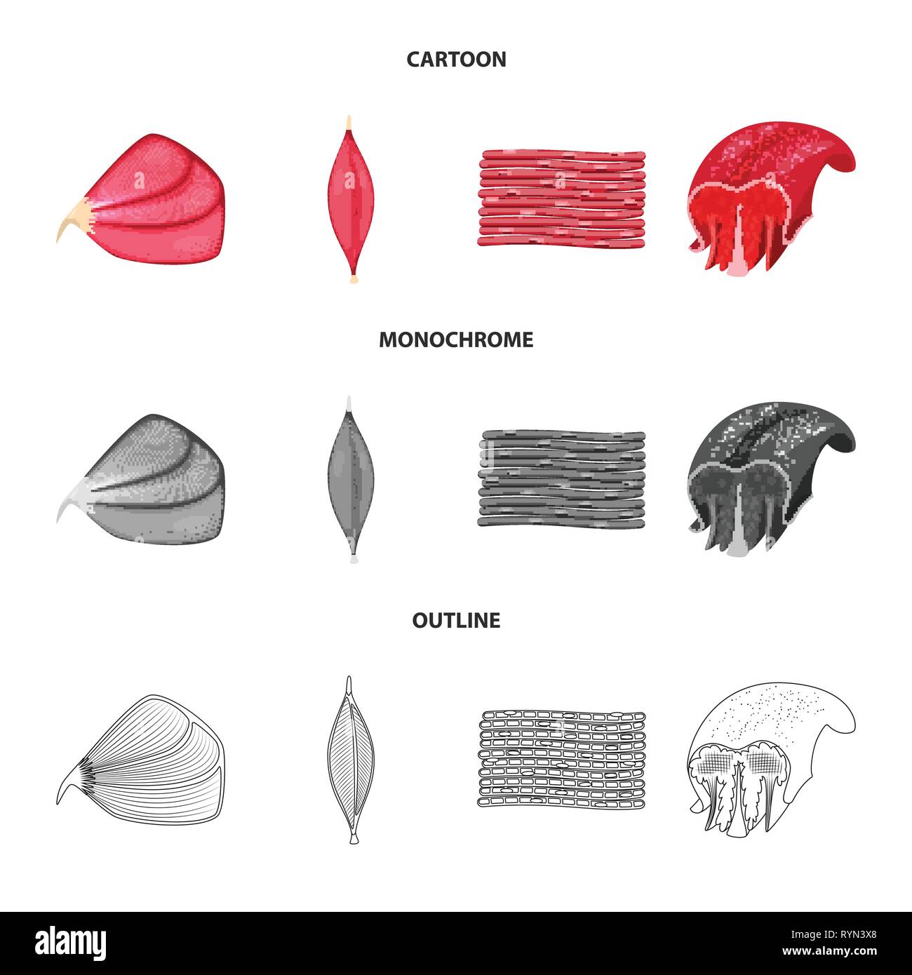 Vector illustration of fiber and muscular symbol. Set of fiber and body ...