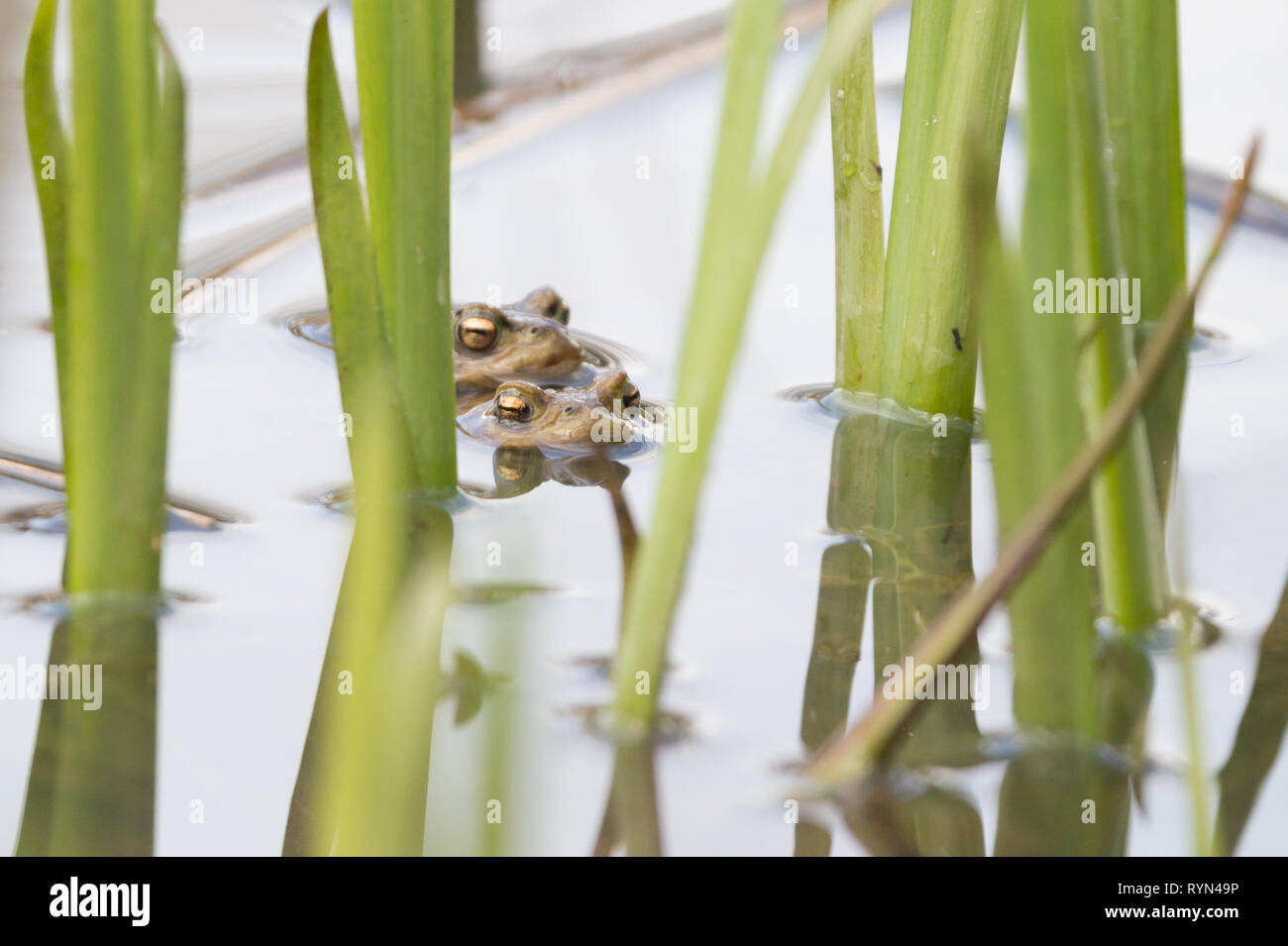 Uk toads mating hi-res stock photography and images - Alamy