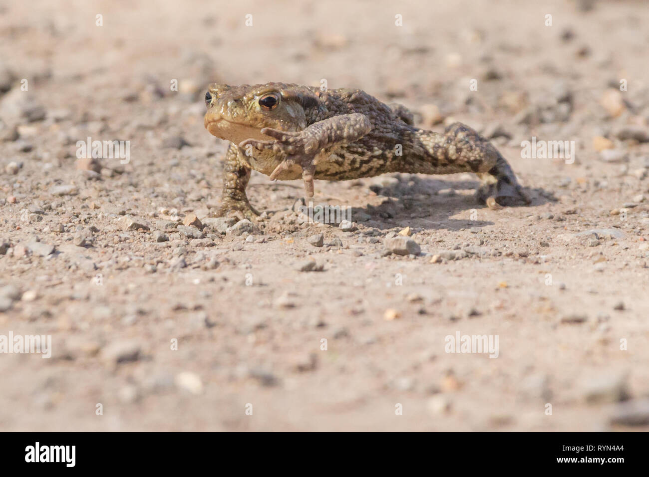 Common toad (Bufo bufo) crossing the road. Surrey, UK Stock Photo - Alamy