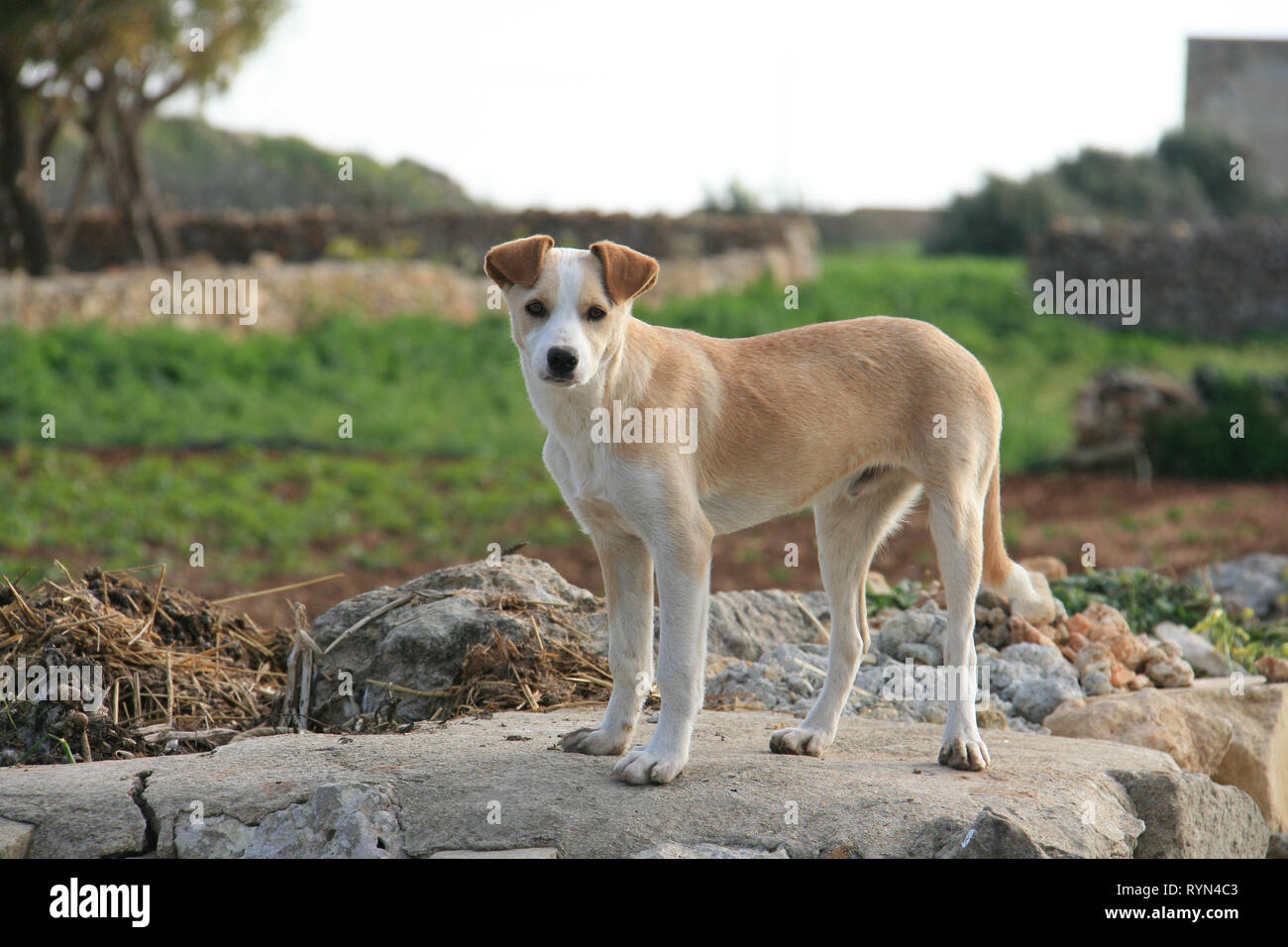 Dog on farm Stock Photo - Alamy