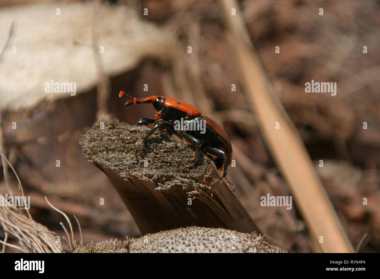Red Palm Weevil Stock Photo - Alamy