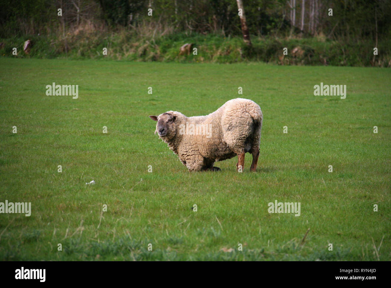 Lamb praying hi-res stock photography and images - Alamy