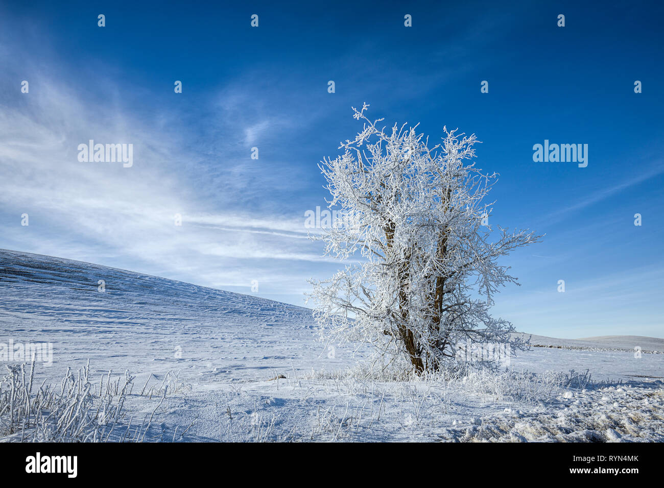 A frost covered tree in a snowy field under a blue sky south of Reardon ...
