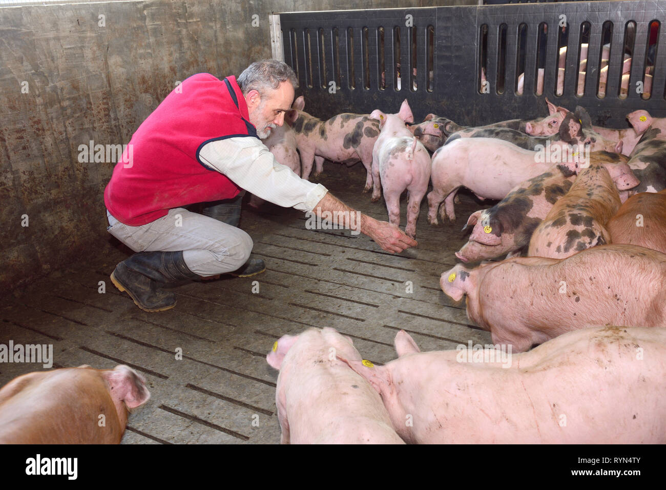 Man petting pigs hi-res stock photography and images - Alamy