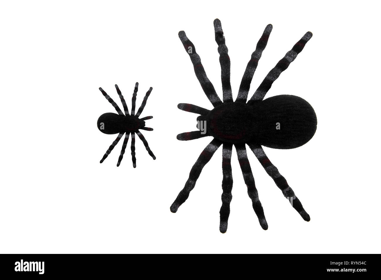 Halloween Spiders on White Background Stock Photo - Alamy