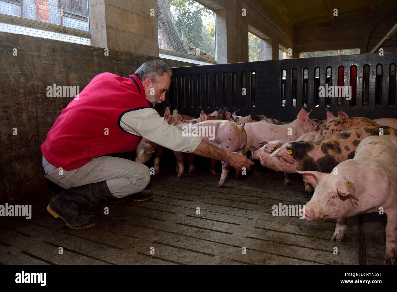 Pig inside the fence hi-res stock photography and images - Alamy