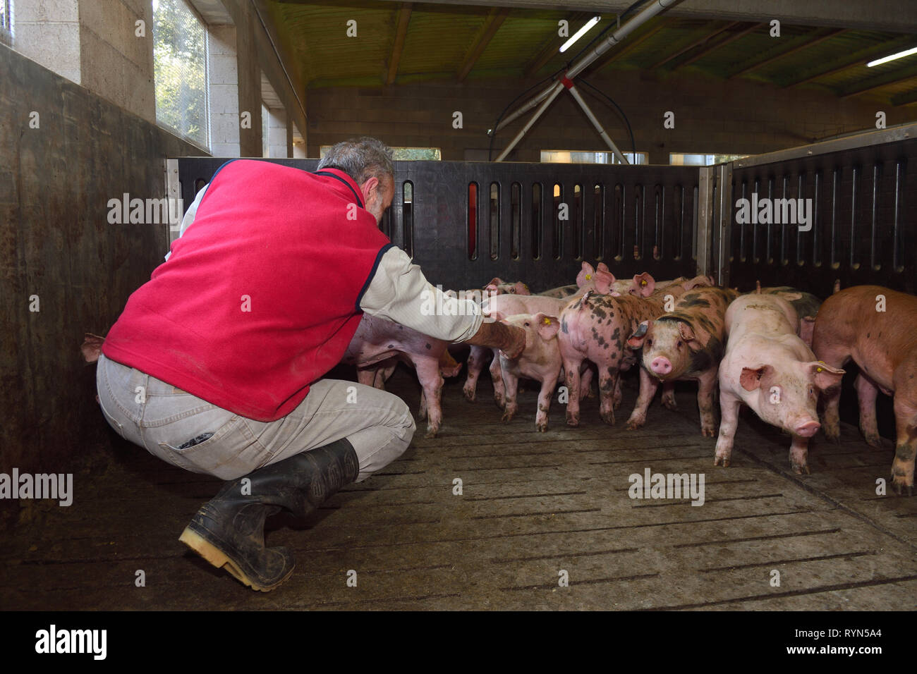 Man petting pig hi-res stock photography and images - Alamy