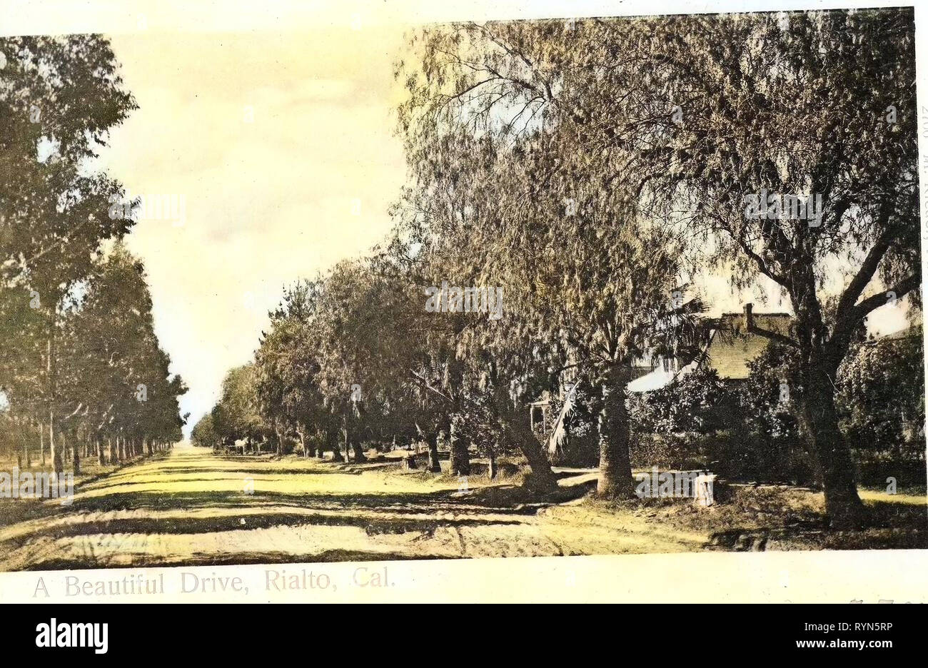 Avenues in the United States, Rialto, California, 1904, A Beautiful ...
