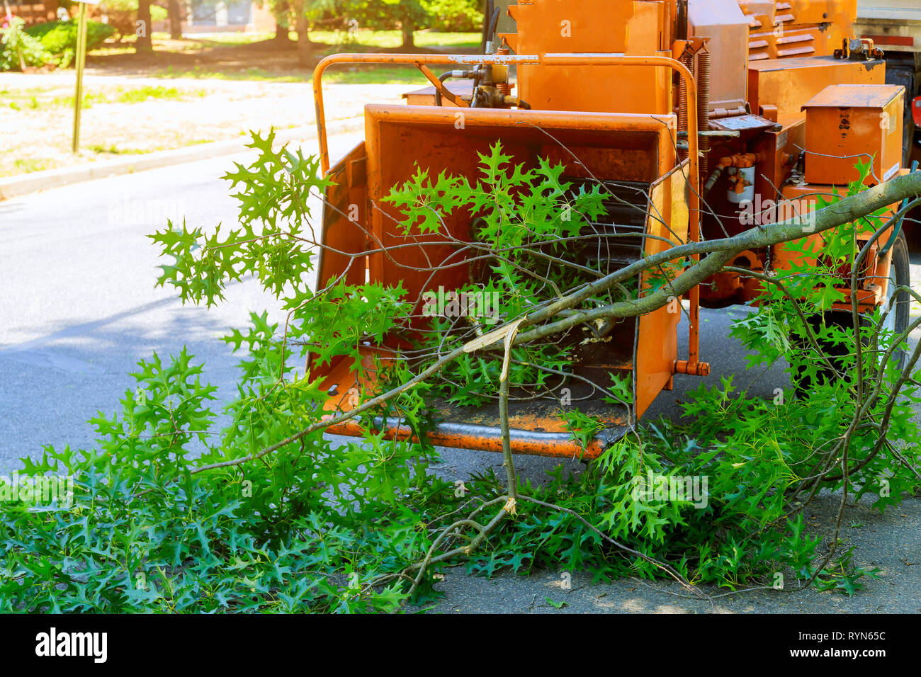 Professional gardeners are putting the branches of a trimmed tree in a ...