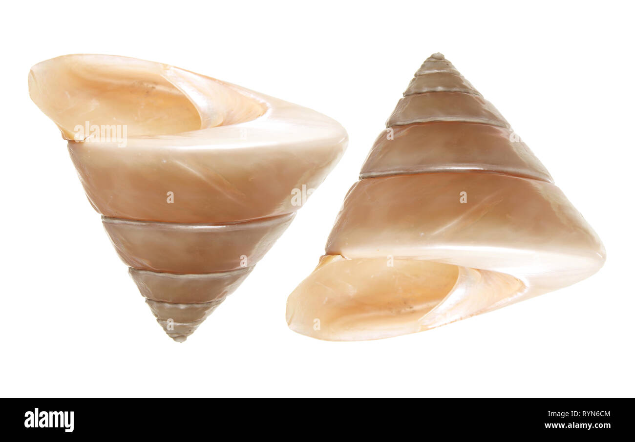 Decoration of seashells hi-res stock photography and images - Alamy