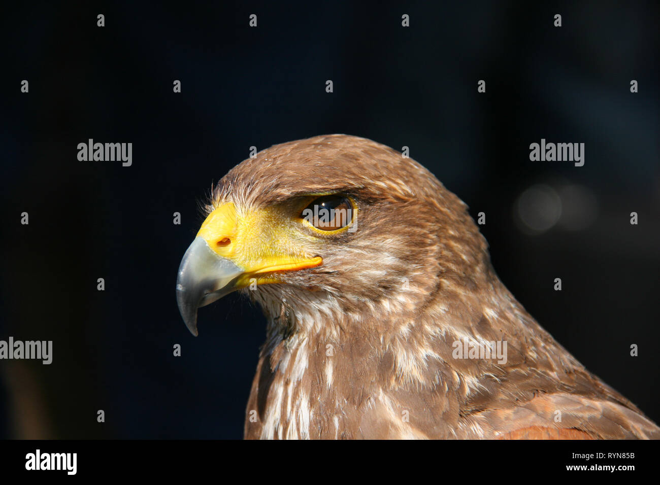 Buzzard falcon hi-res stock photography and images - Alamy