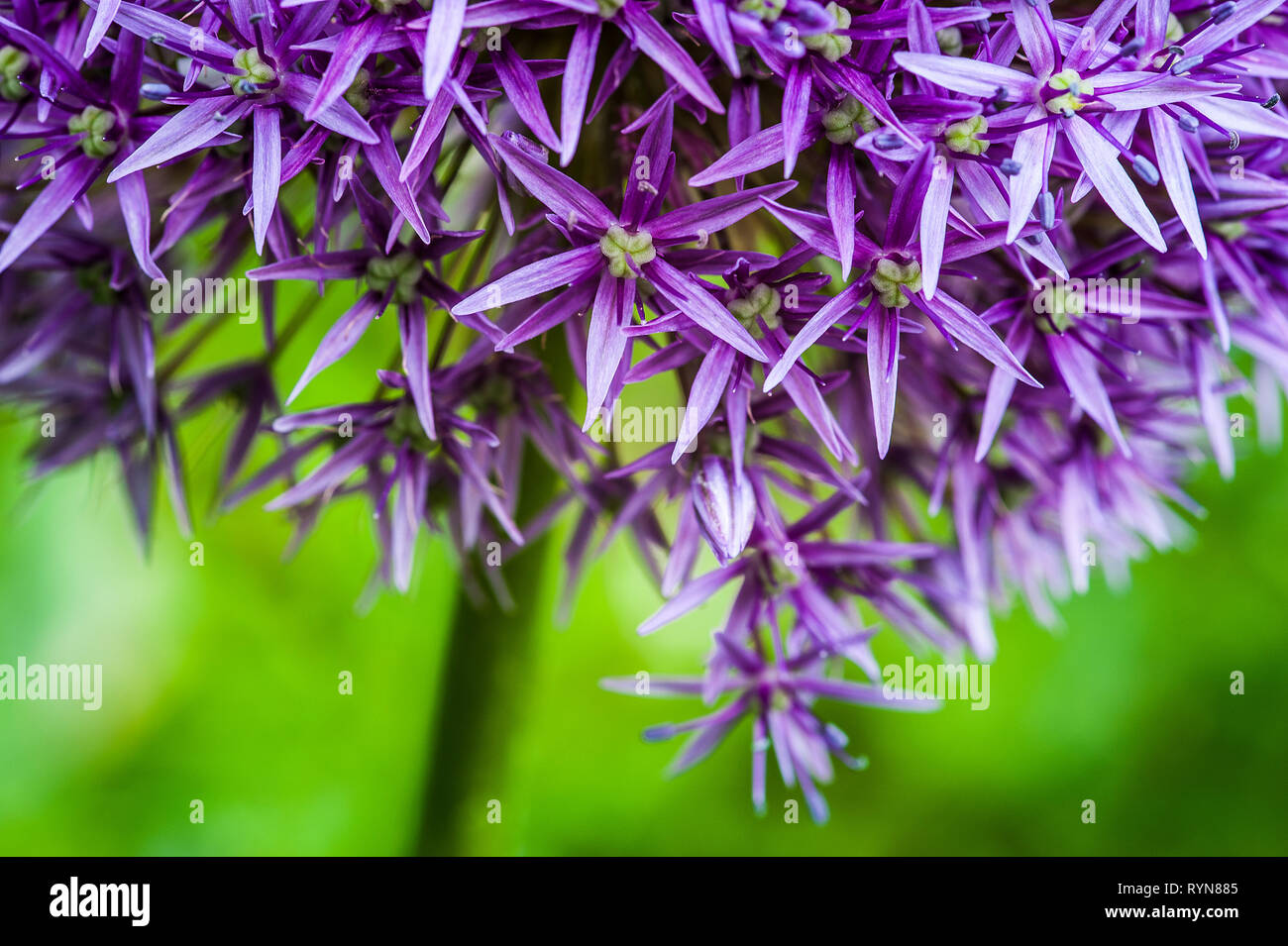 Extreme close-up of purple Allium Globemaster against blurred green background Stock Photo - Alamy