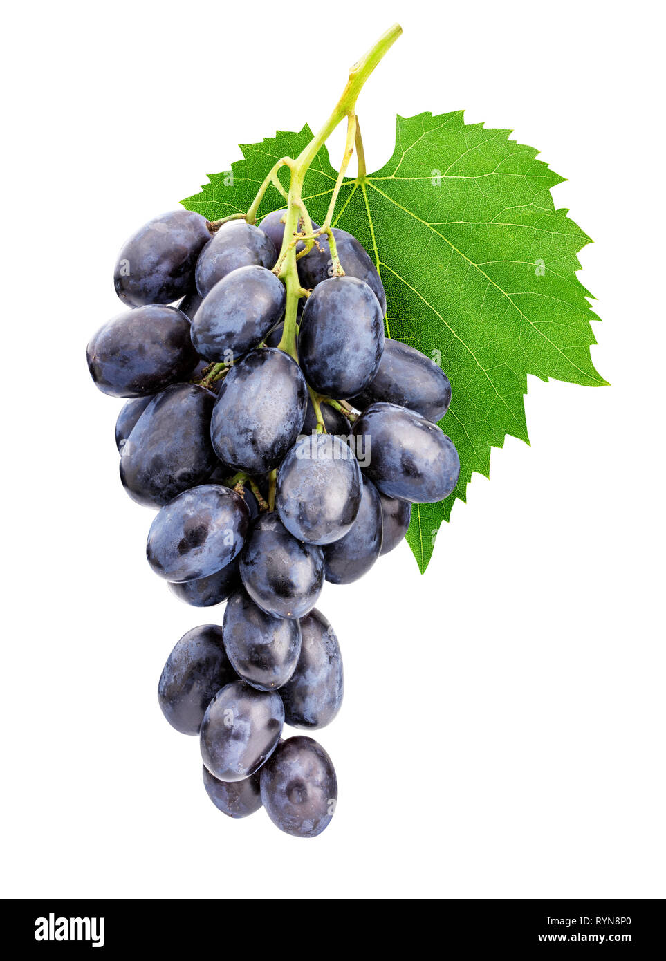 Set grape leaves isolated Cut Out Stock Images & Pictures - Alamy