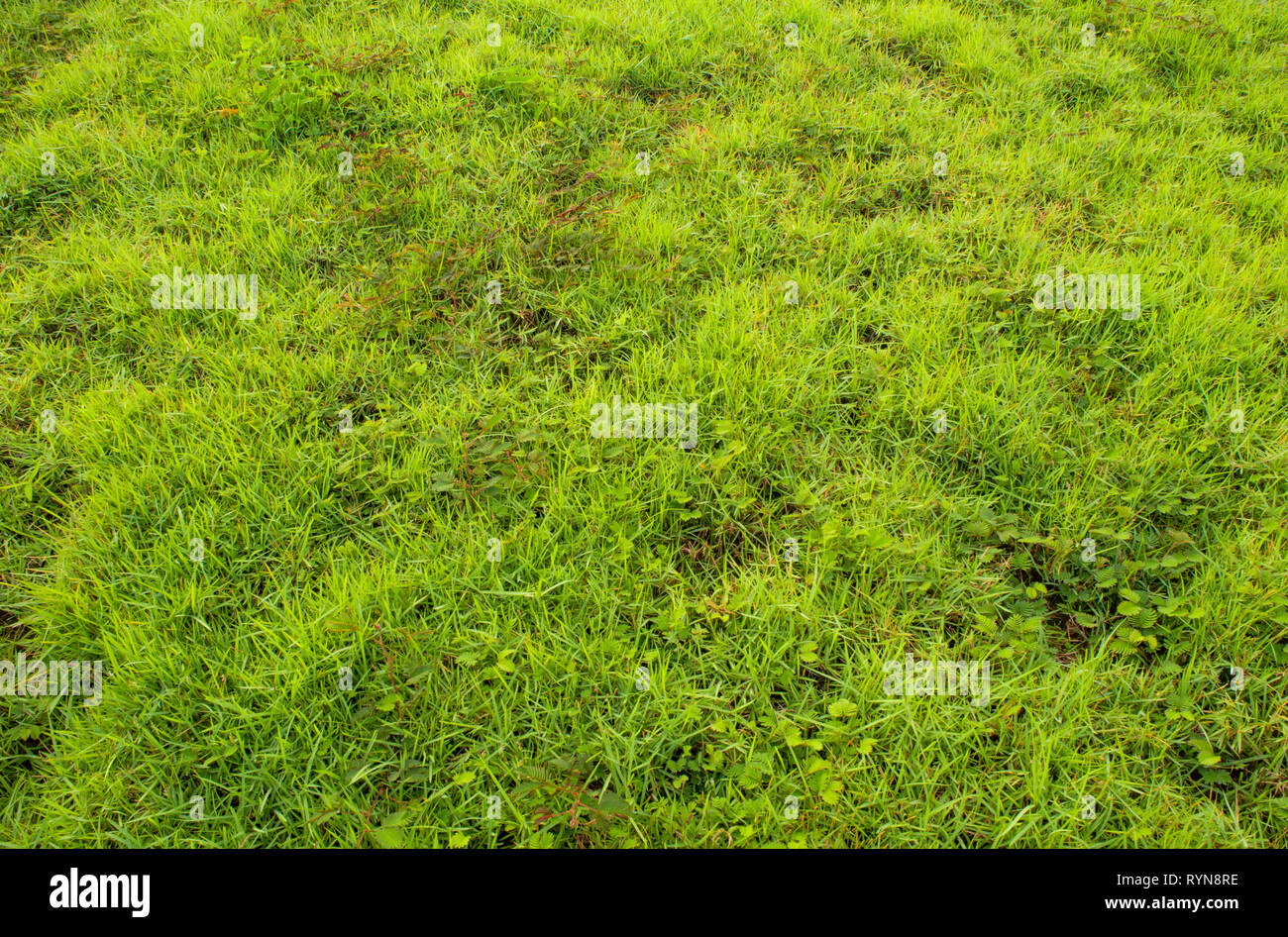Green texture of weed and grass as freshness green background Stock ...
