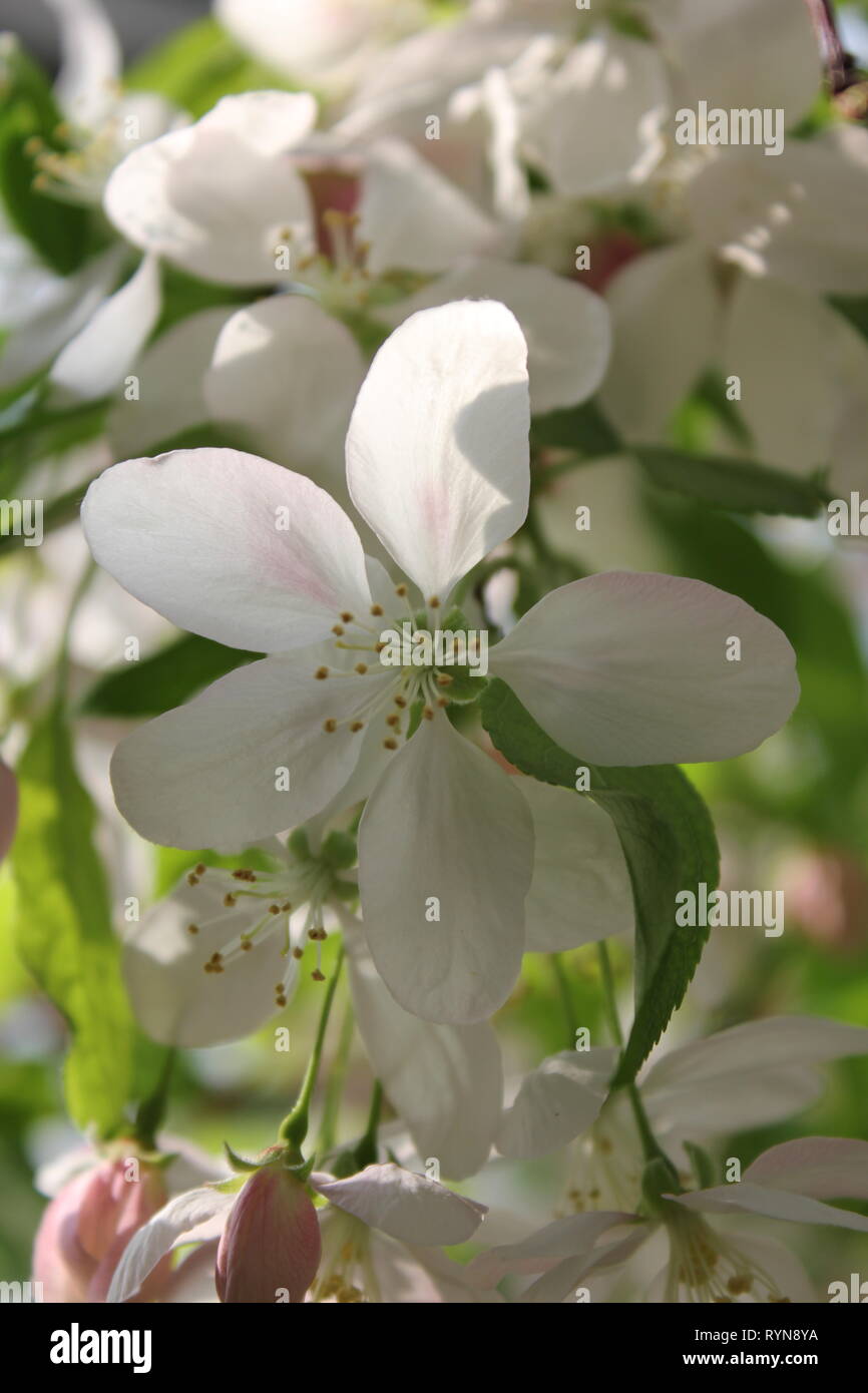 Prunus subhirtella, Prunus pendula, Prunus autumnalis, winter-flowering ...