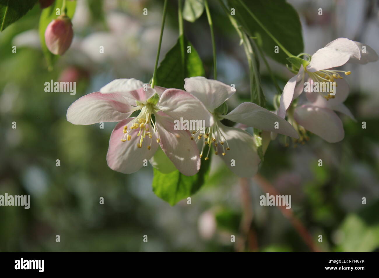 Prunus subhirtella, Prunus pendula, Prunus autumnalis, winter-flowering ...