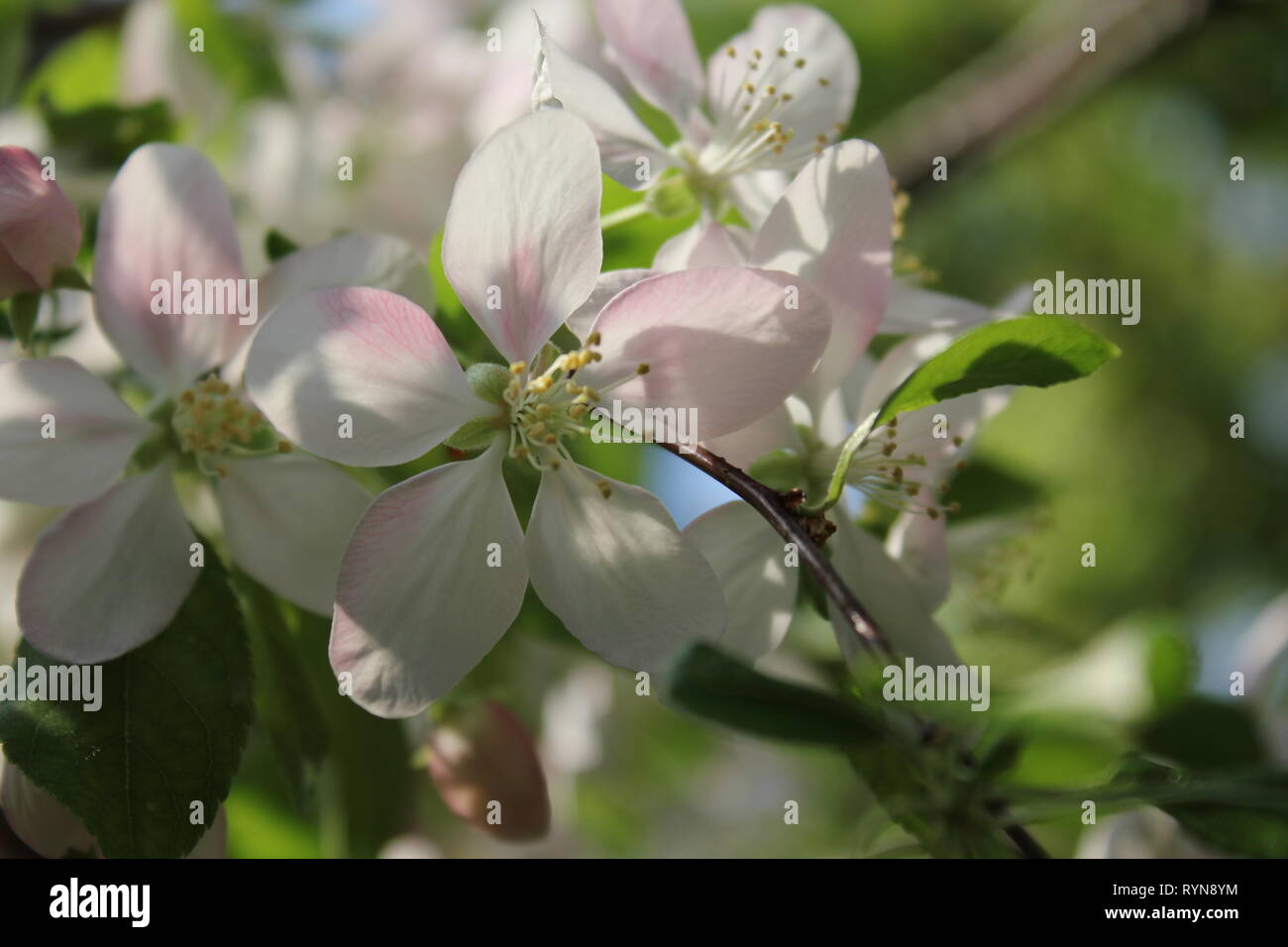 Prunus subhirtella, Prunus pendula, Prunus autumnalis, winter-flowering ...