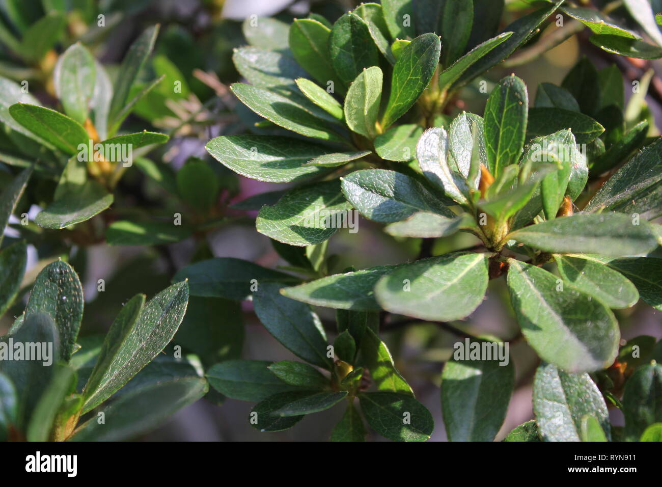 Springtime evergreen azalea, rhododendron, bush without flowers or buds ...