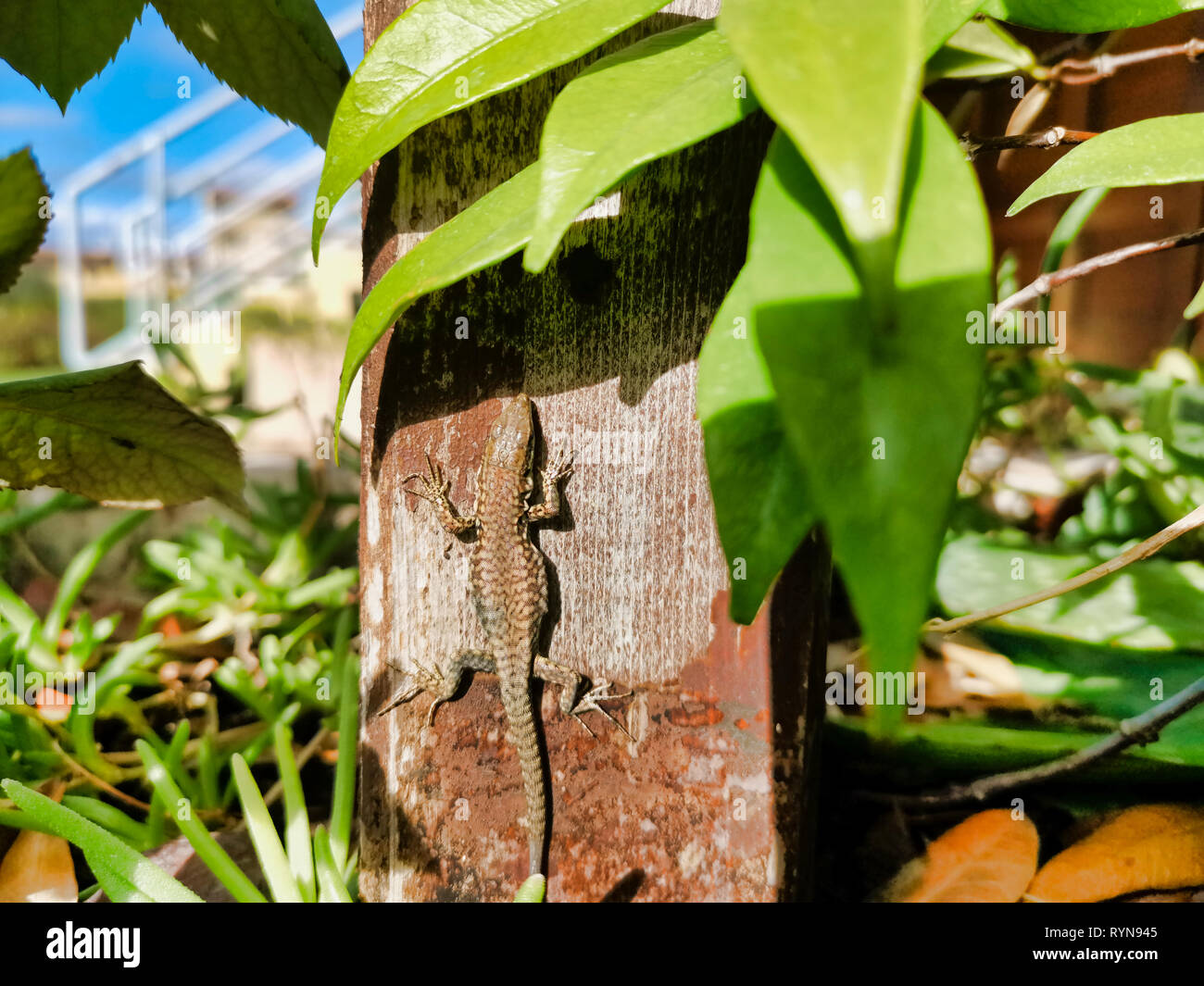 Reptile sunbathe sunbathing hi-res stock photography and images - Alamy