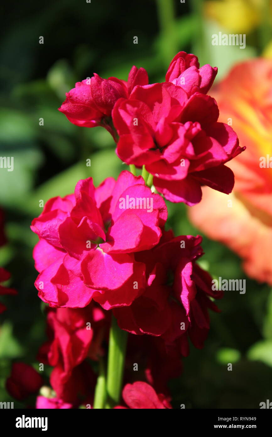 Matthiola Incana, bright pink flowers, growing in the sunny meadow ...