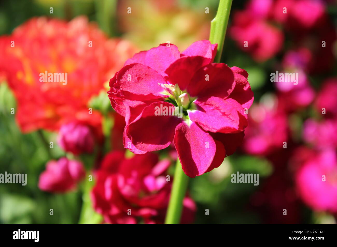 Matthiola Incana, bright pink flowers, growing in the sunny meadow ...