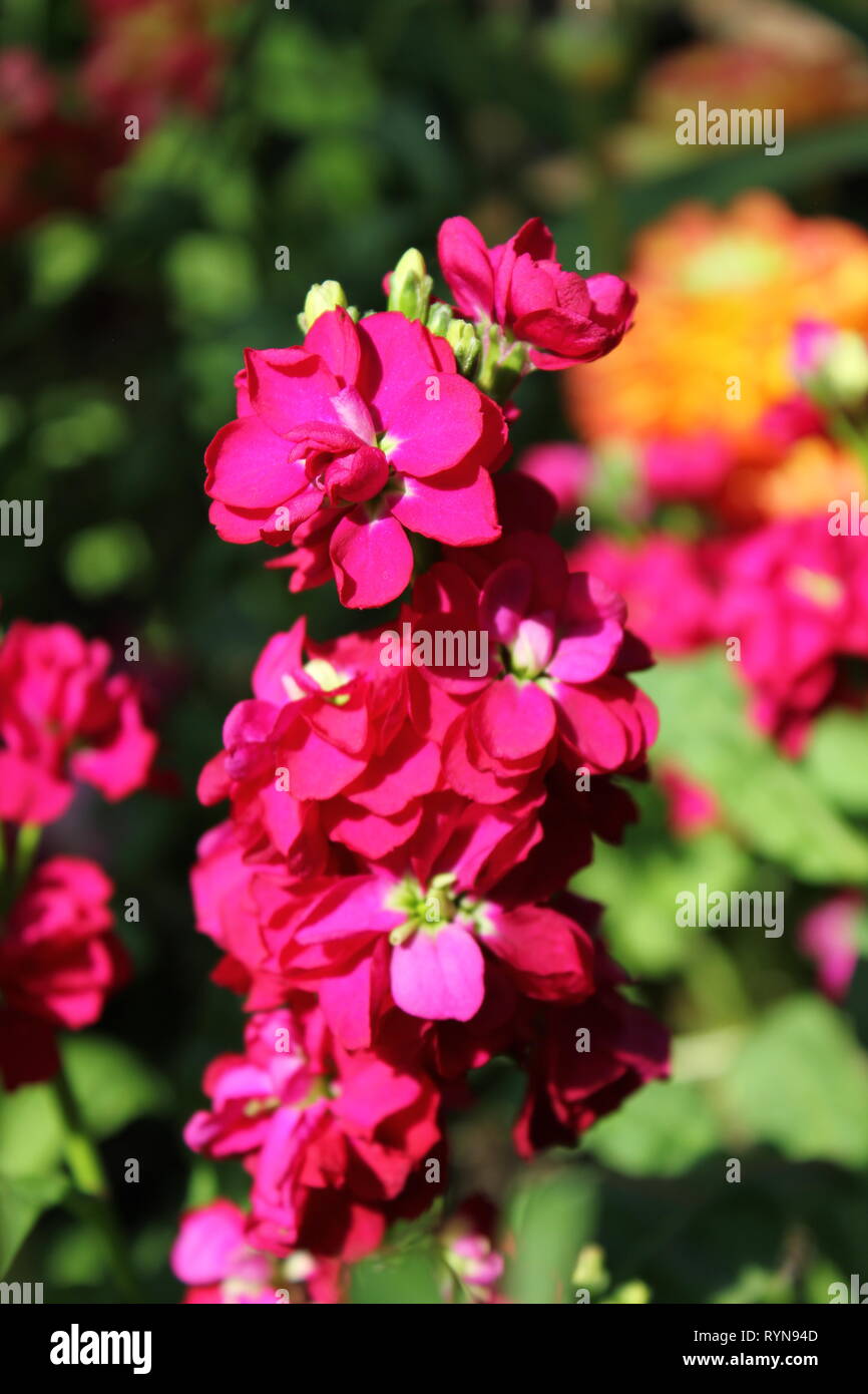 Matthiola Incana, bright pink flowers, growing in the sunny meadow ...