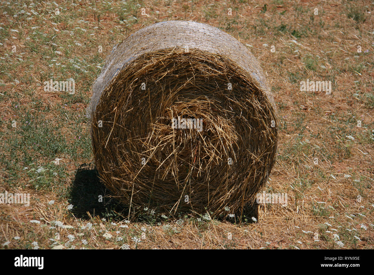 Round hay bale Stock Photo - Alamy