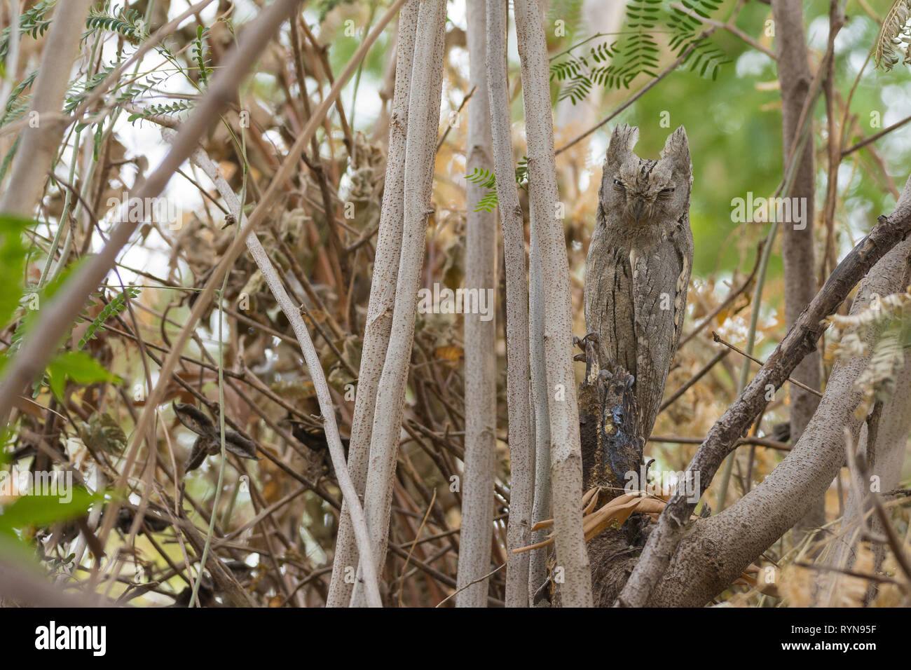Otus brucei hi-res stock photography and images - Alamy