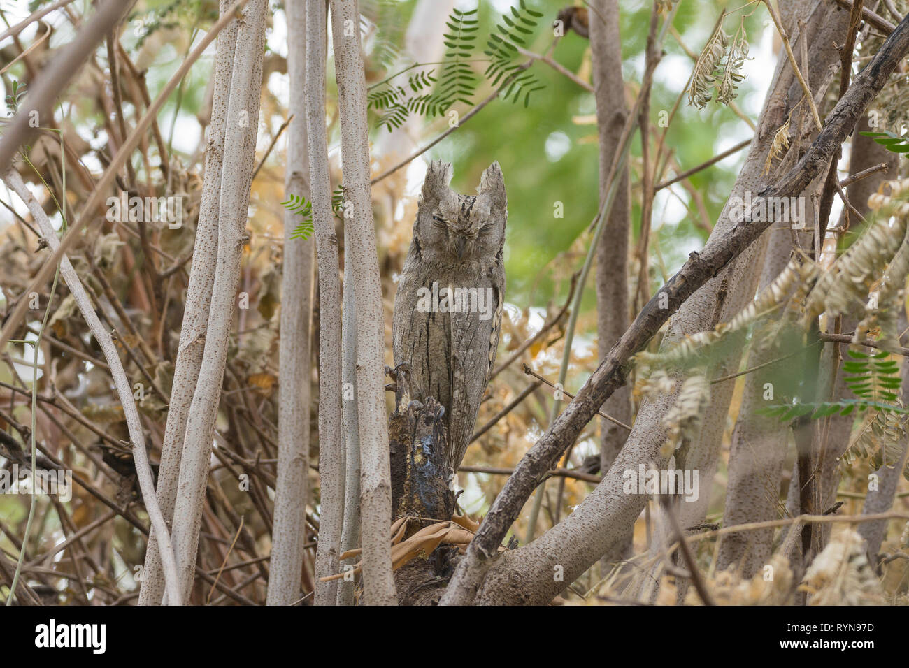 Otus brucei hi-res stock photography and images - Alamy