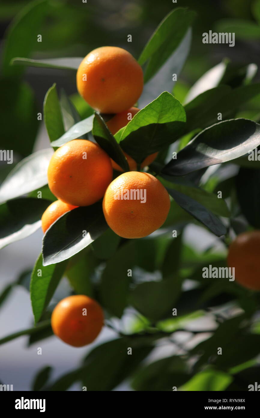 Calamondin, Citrus microcarpa, Citrofortunella microcarpa ...