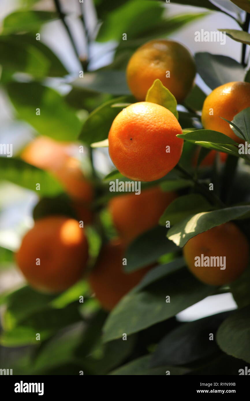 Calamondin, Citrus microcarpa, Citrofortunella microcarpa ...
