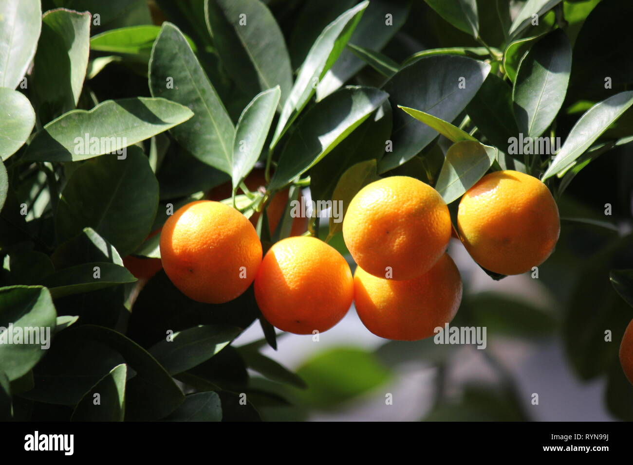 Calamondin, Citrus microcarpa, Citrofortunella microcarpa ...