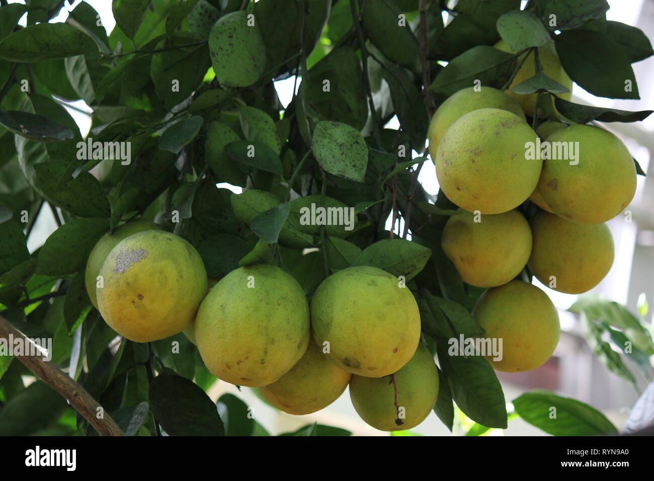 Grapefruit, Citrus × paradisi, shaddock, shattuck, ripening on the tree ...