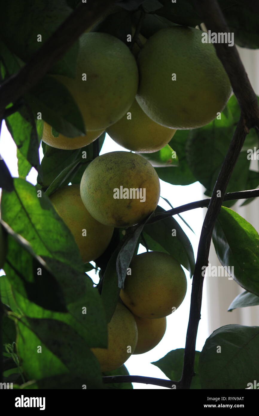Grapefruit, Citrus × paradisi, shaddock, shattuck, ripening on the tree ...