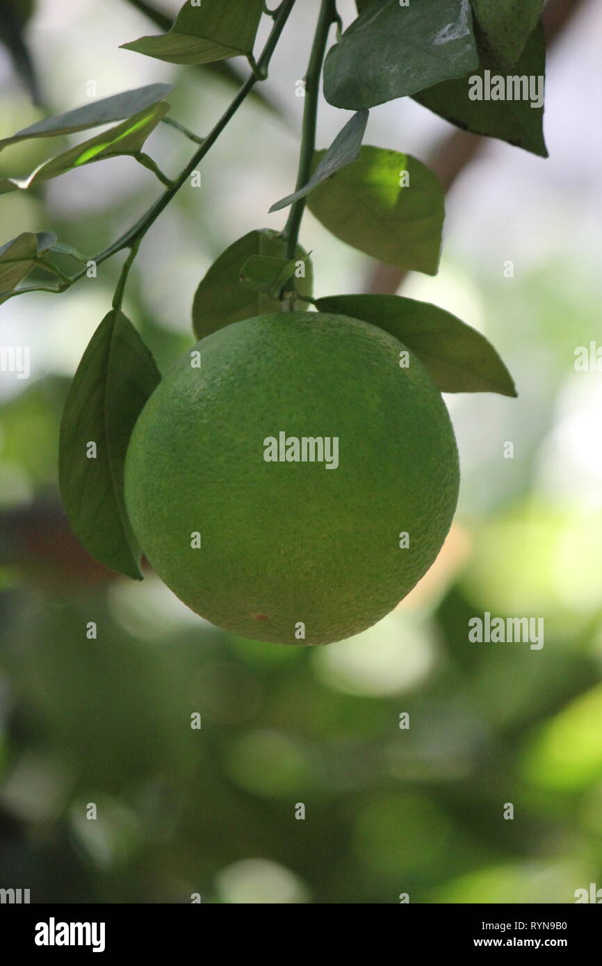 Grapefruit, Citrus × paradisi, shaddock, shattuck, ripening on the tree ...