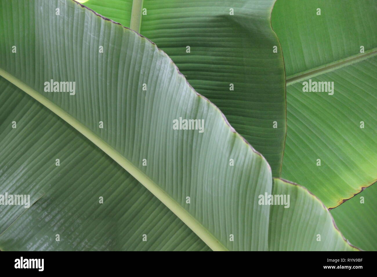 Banana tree leaves, Musa and paradisiaca cultivar Stock Photo - Alamy