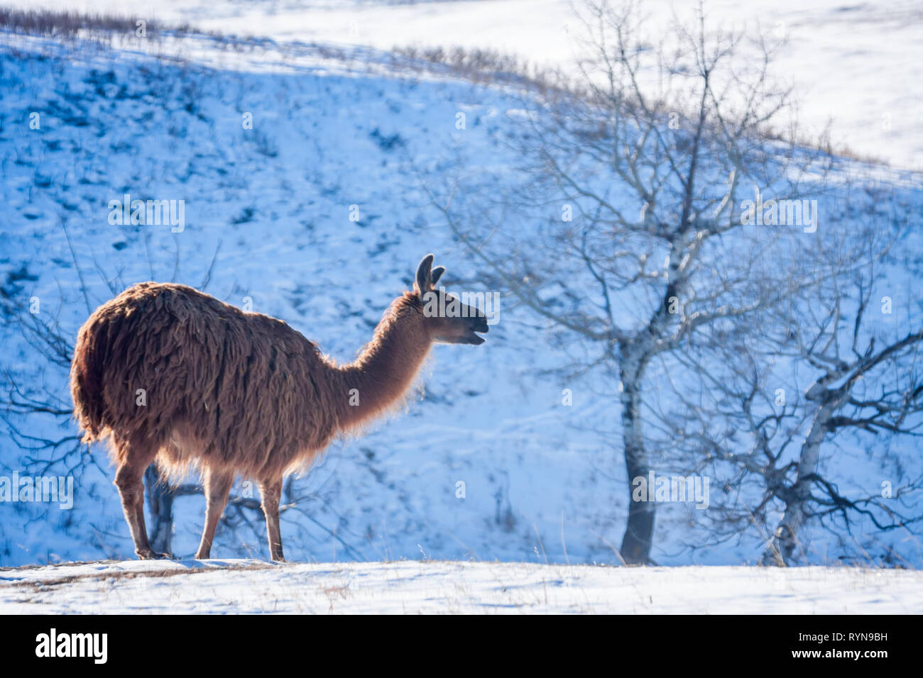 Llama side view hi-res stock photography and images - Alamy