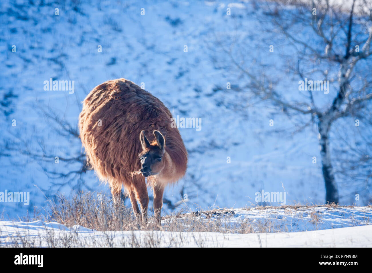 Llama snow winter hi-res stock photography and images - Alamy