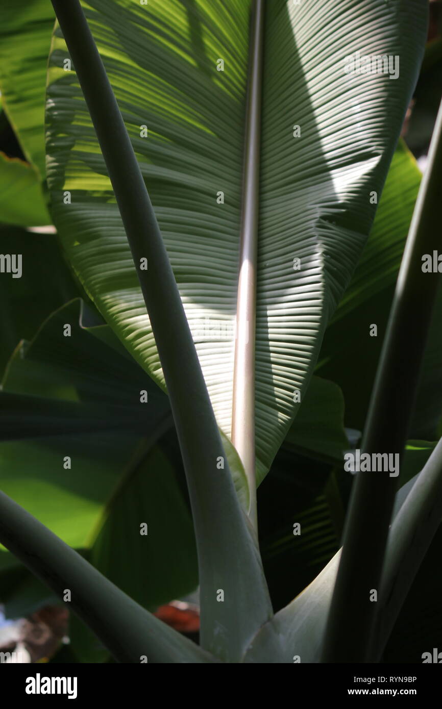 Banana tree leaves, Musa and paradisiaca cultivar Stock Photo - Alamy