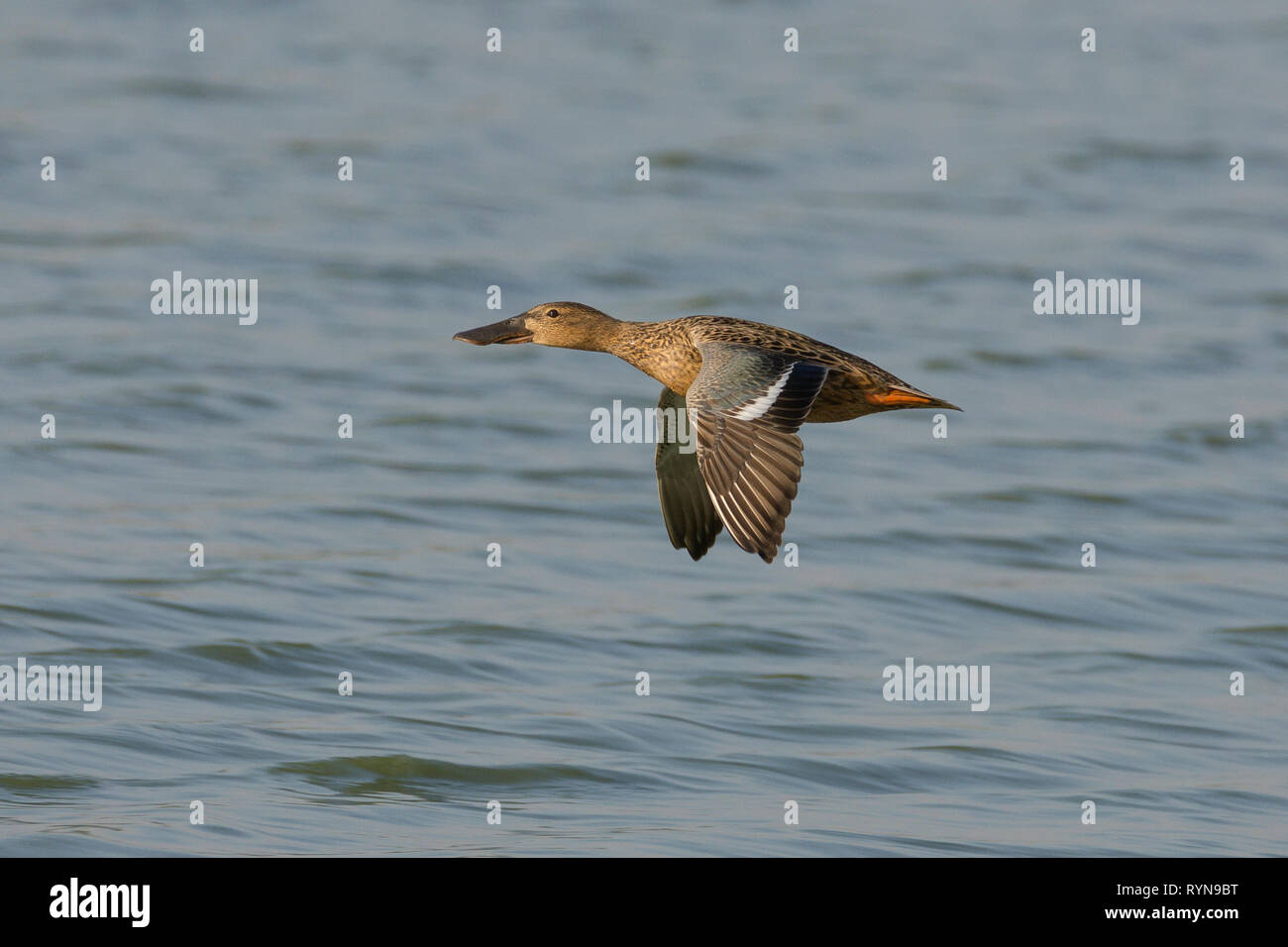 Flying northern shoveler hi-res stock photography and images - Alamy