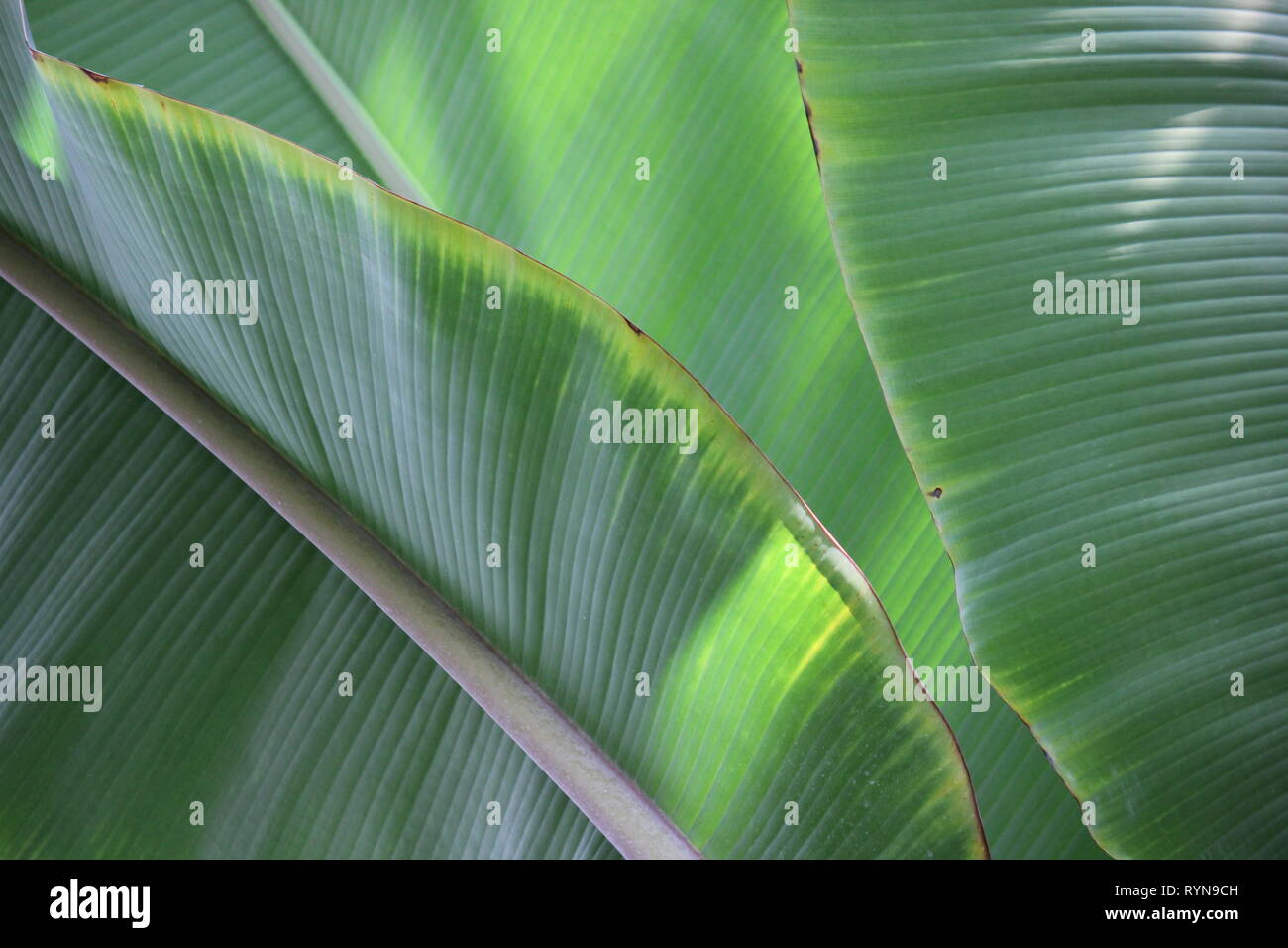 Banana tree leaves, Musa and paradisiaca cultivar Stock Photo - Alamy