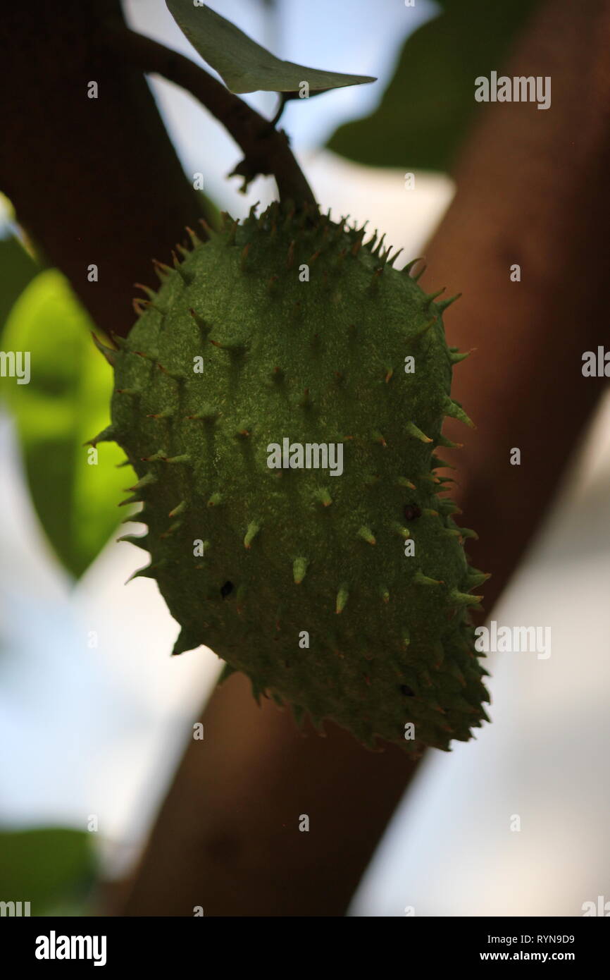 Guyabano hi-res stock photography and images - Alamy