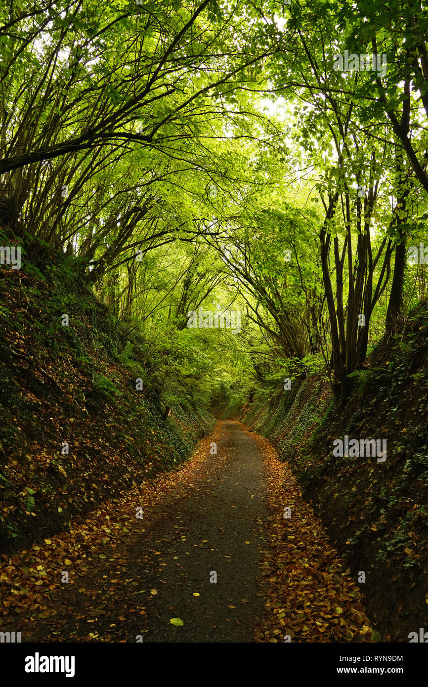dark forest path in the evening light Stock Photo - Alamy