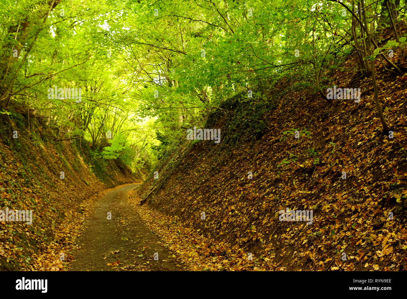 Dark forest path hi-res stock photography and images - Alamy